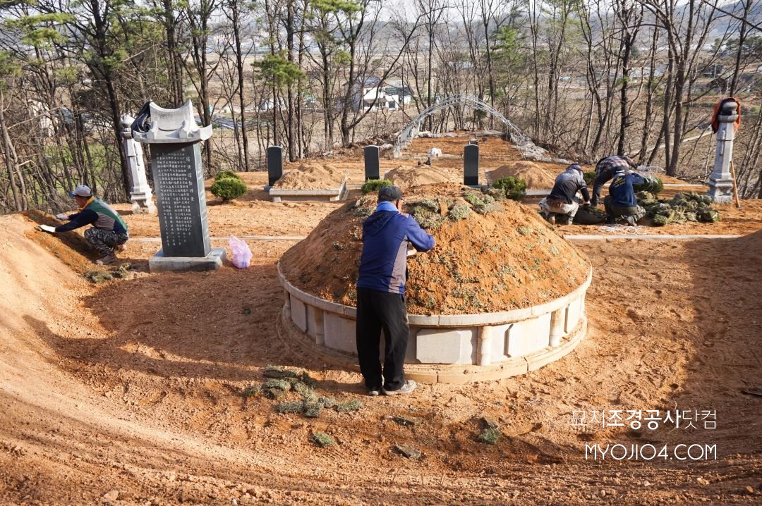 경기도 파주시 도내리 함양박씨 종중묘역에 사초 잔디작업 두번째 날입니다 용미리제1묘지 용미리제2묘지 벽제리묘지 묘지이장 파묘 묘지개장 묘지화장 파주시묘지이장